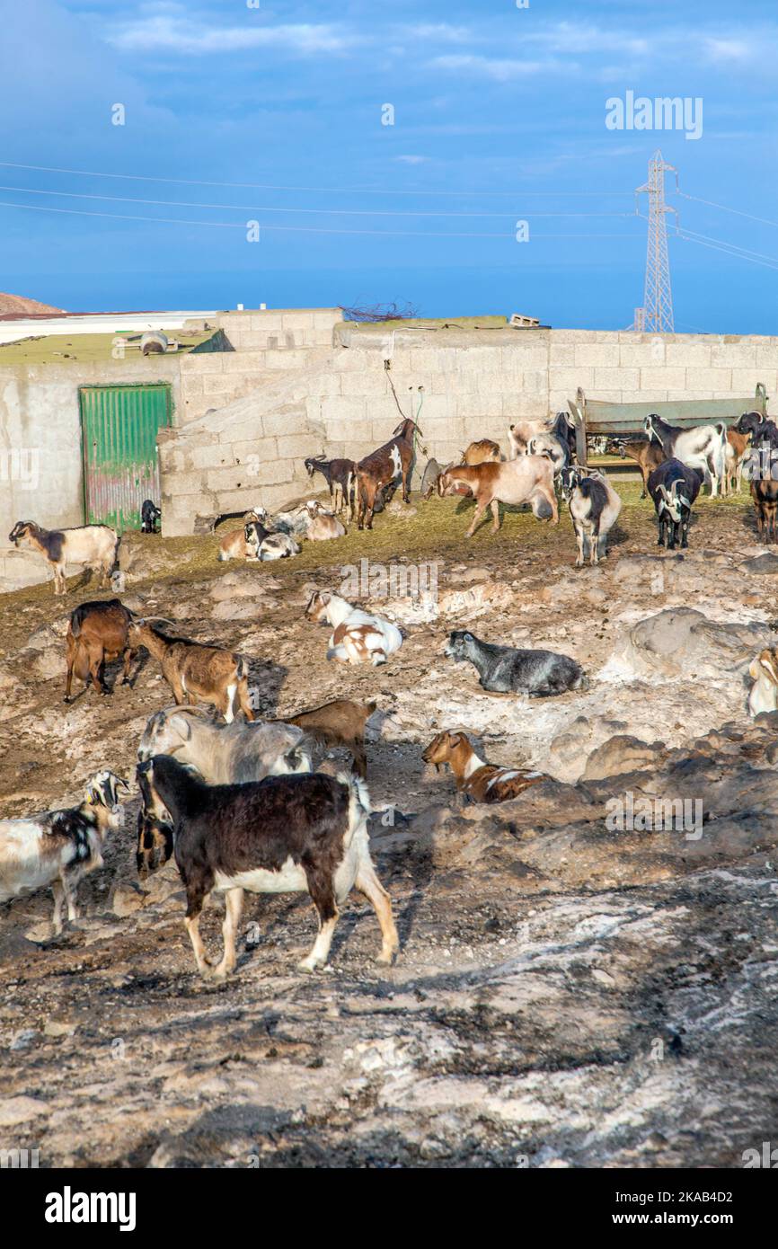 flock of goats in the mountains of a cheese diary Stock Photo - Alamy