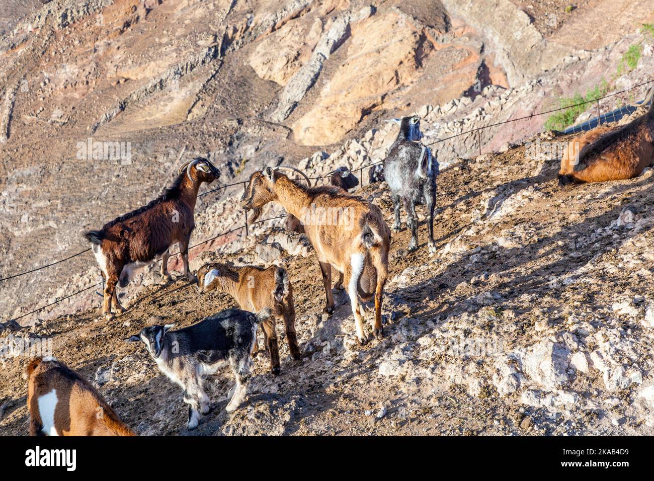 flock of goats in the mountains of a cheese diary Stock Photo - Alamy