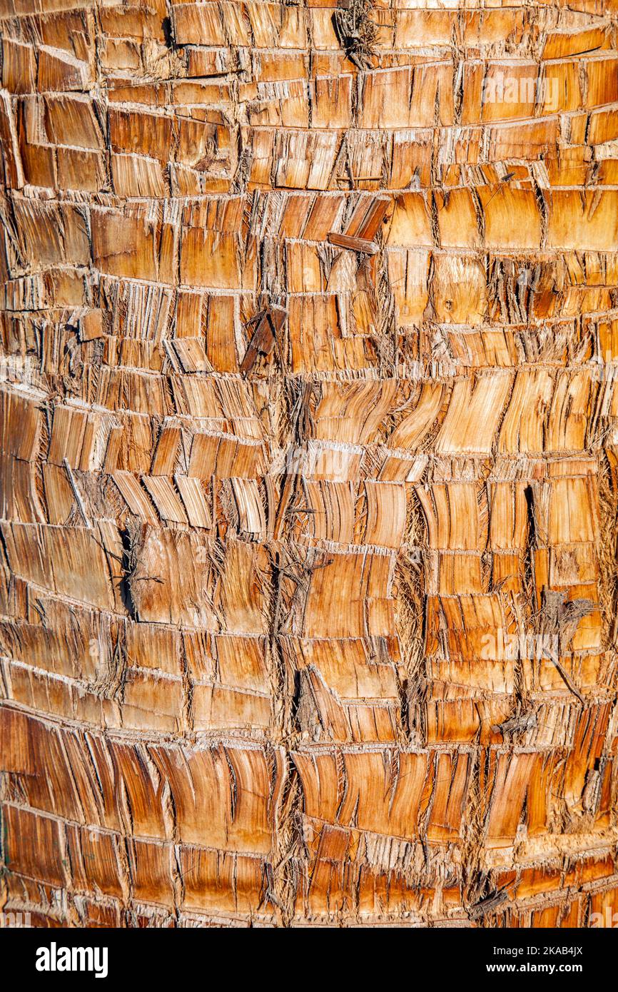 Rough brown palm tree wood bark natural texture background Stock Photo ...