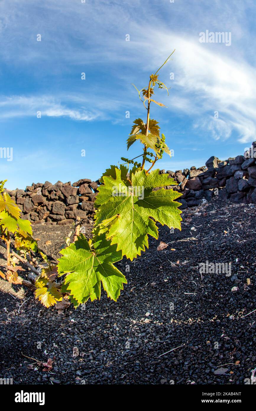 A vineyard in Lanzarote island, growing on volcanic soil Stock Photo ...