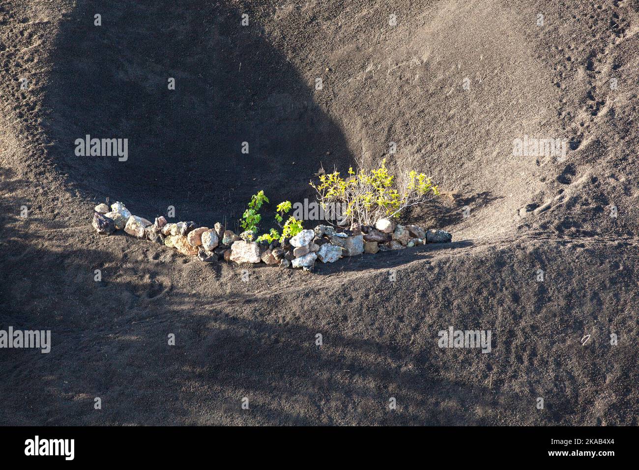 A vineyard in Lanzarote island, growing on volcanic soil Stock Photo ...