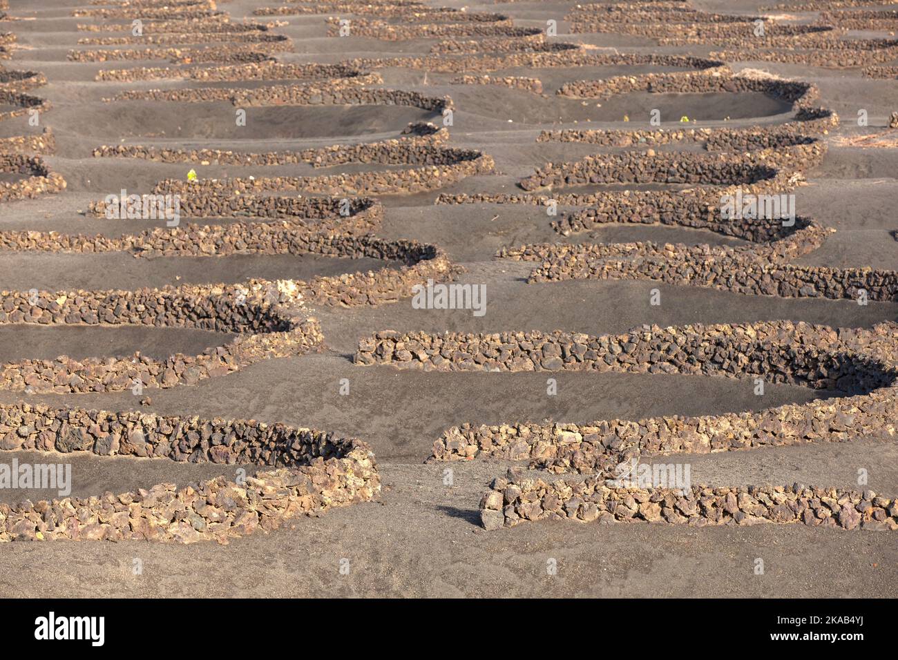 Grape vines on black volcanic soil in the vineyards of hi-res stock ...