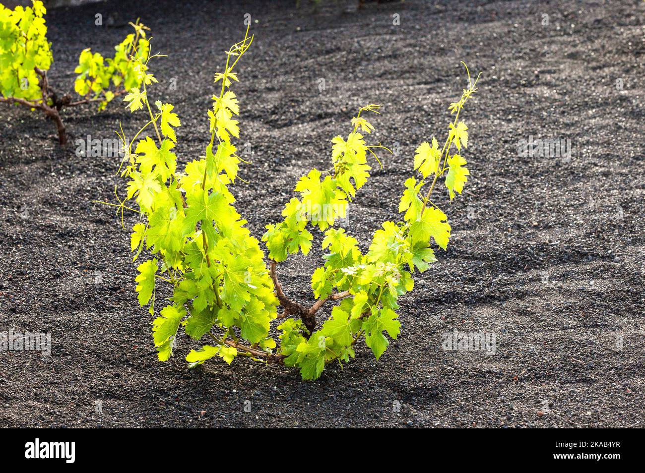 A vineyard in Lanzarote island, growing on volcanic soil Stock Photo ...