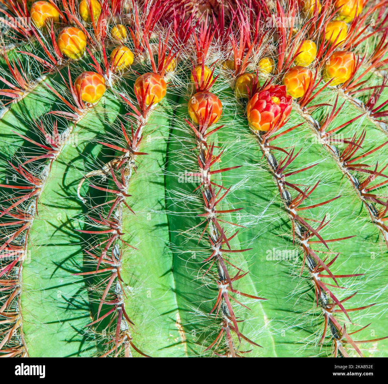 Cactuses in Lanzarote, Spain Echinocactus grusonii (Golden Barrel ...