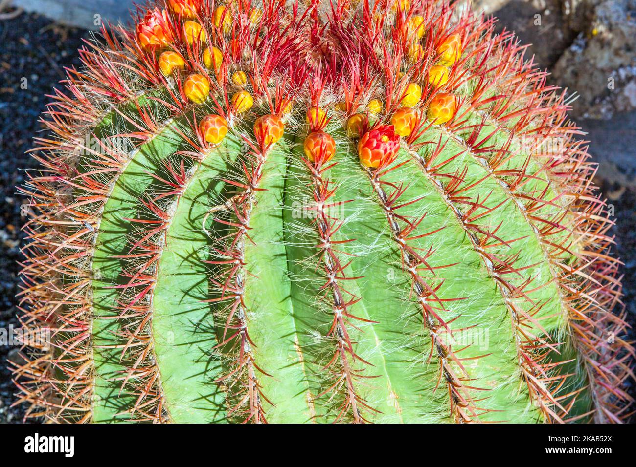 Cactuses in Lanzarote, Spain Echinocactus grusonii (Golden Barrel ...
