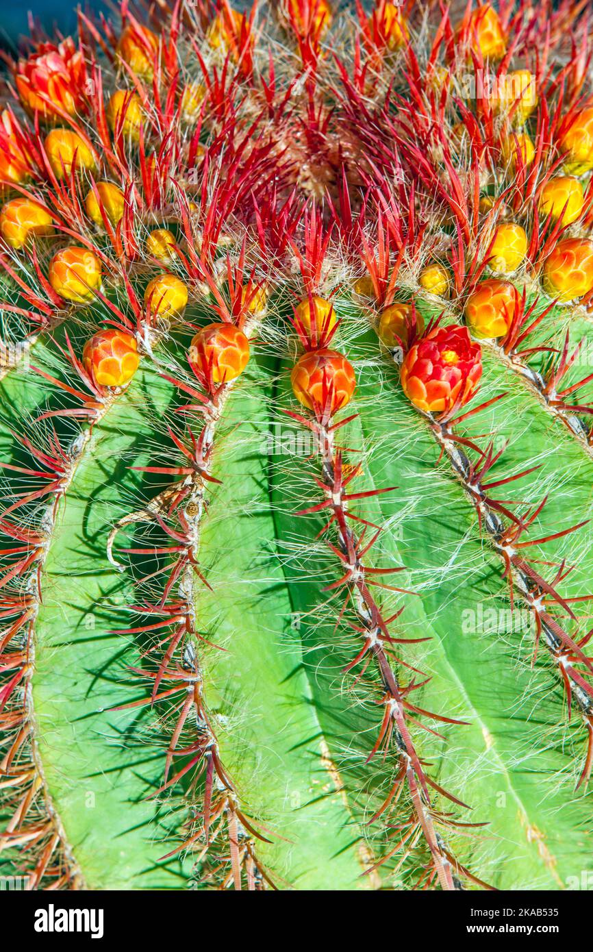 Cactuses in Lanzarote, Spain Echinocactus grusonii (Golden Barrel ...