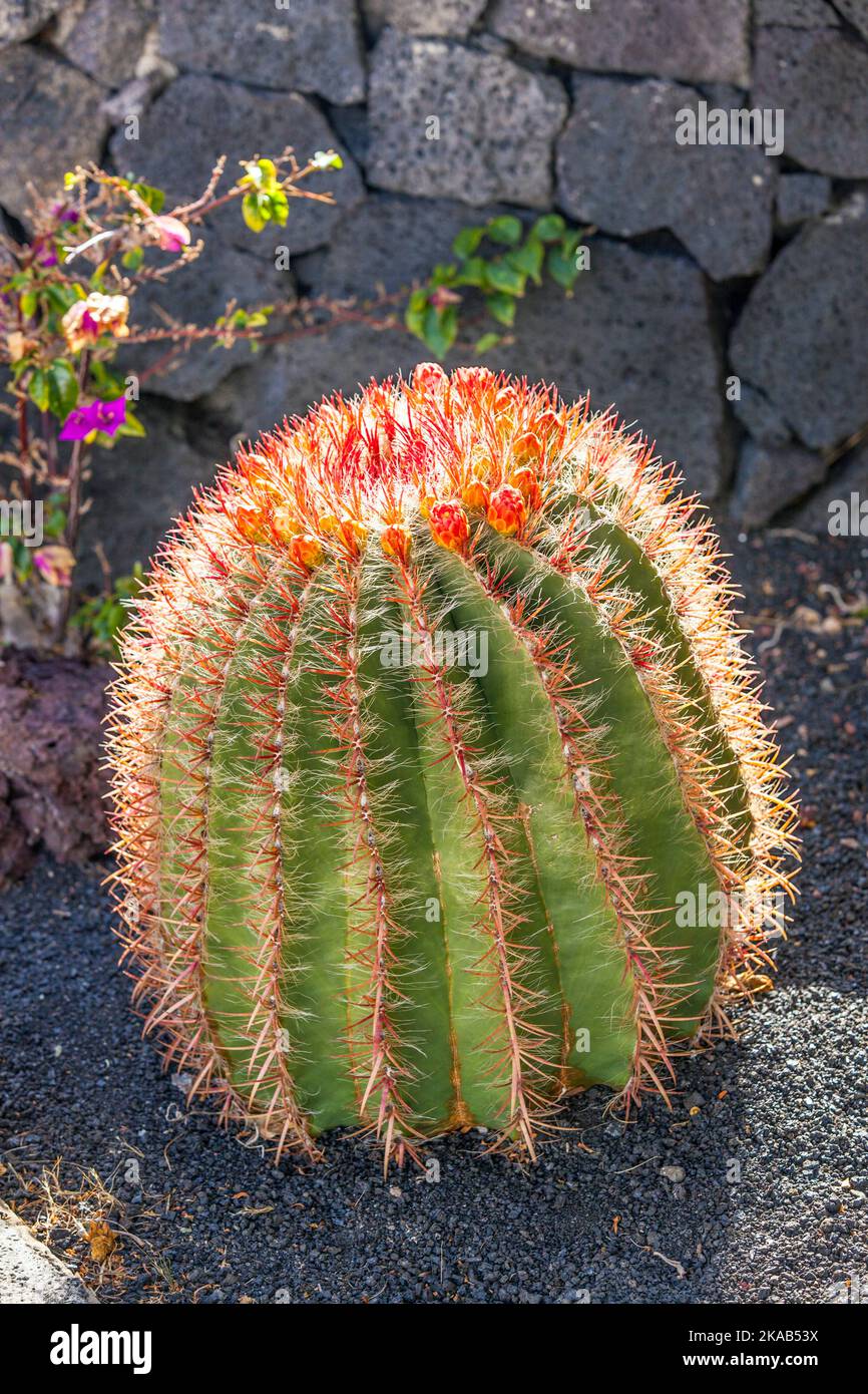 Cactuses in Lanzarote island, Spain Echinocactus grusonii (Golden ...