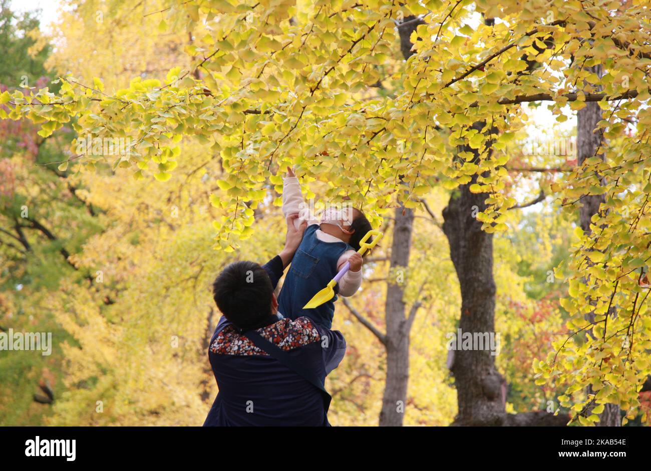 In late autumn, the leaves turn red and yellow on both sides of the ...