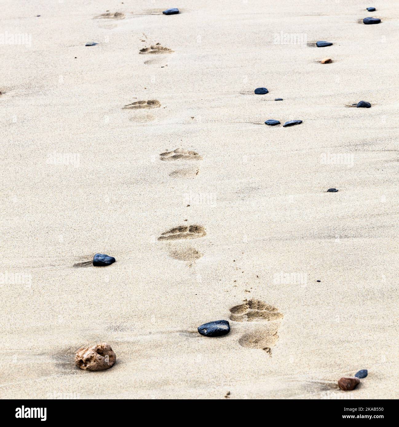 footprints on the beautiful sandy beach Stock Photo - Alamy