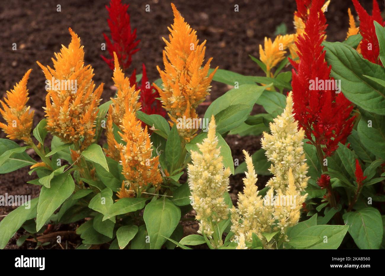 MIXED COLOURS OF CELOSIA CRISTATA CRESTED COCKSCOMB FLOWERS Stock Photo ...