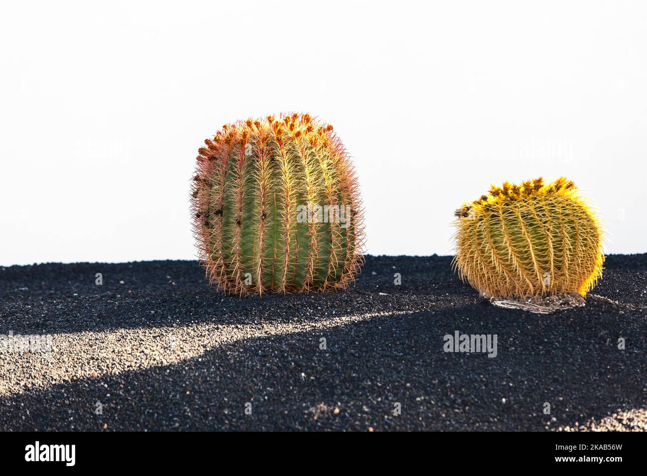 Cactuses in Lanzarote island, Spain Echinocactus grusonii (Golden ...