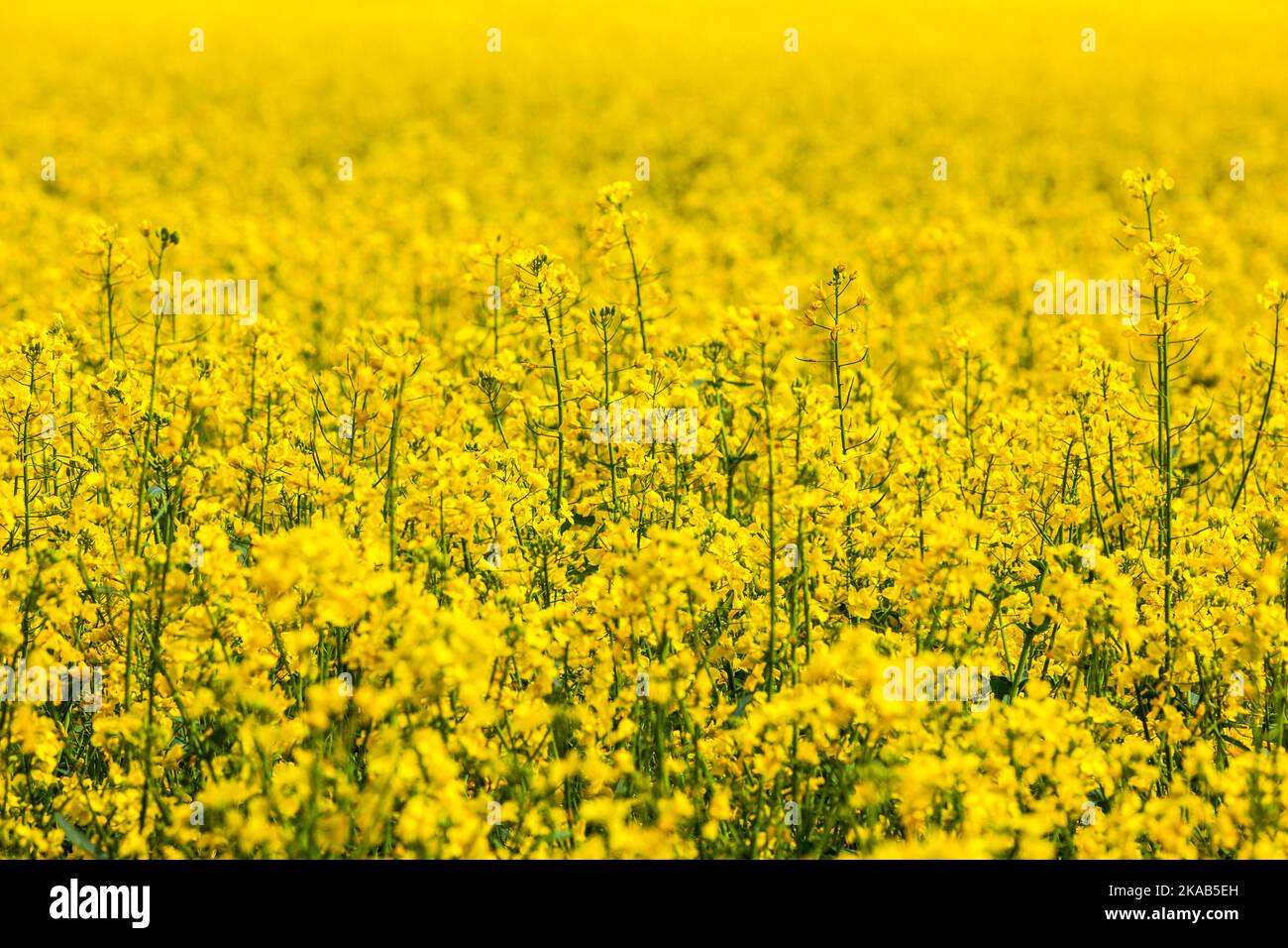 pattern of yellow rape field Stock Photo - Alamy
