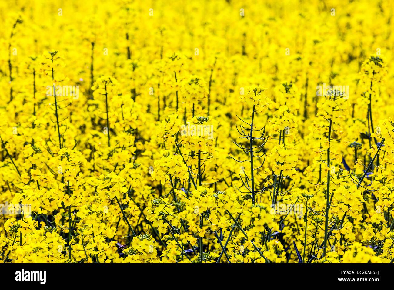 pattern of yellow rape field Stock Photo - Alamy