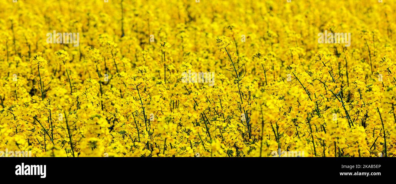 pattern of yellow rape field Stock Photo - Alamy