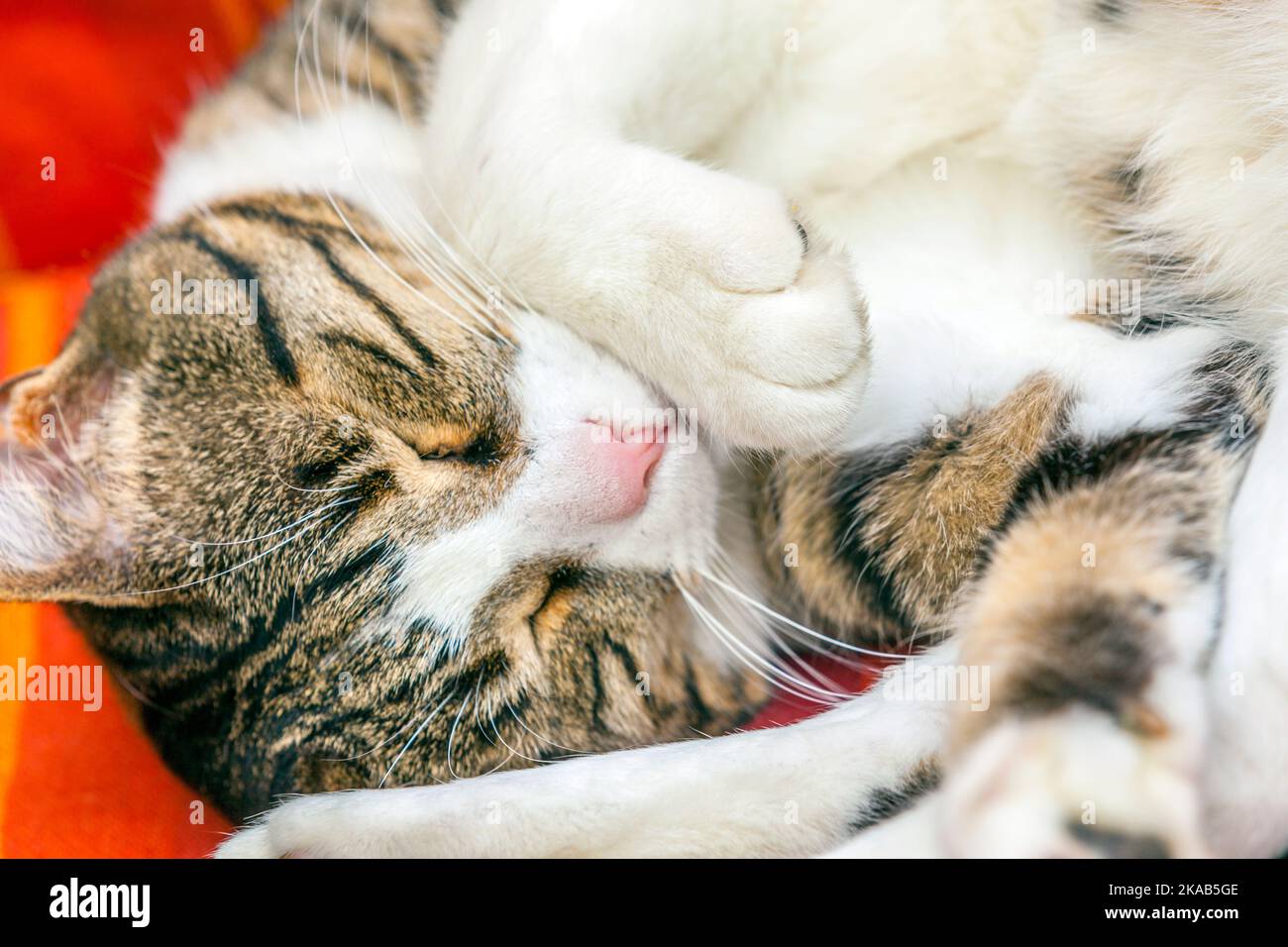 cute cat sleeping on a couch Stock Photo - Alamy