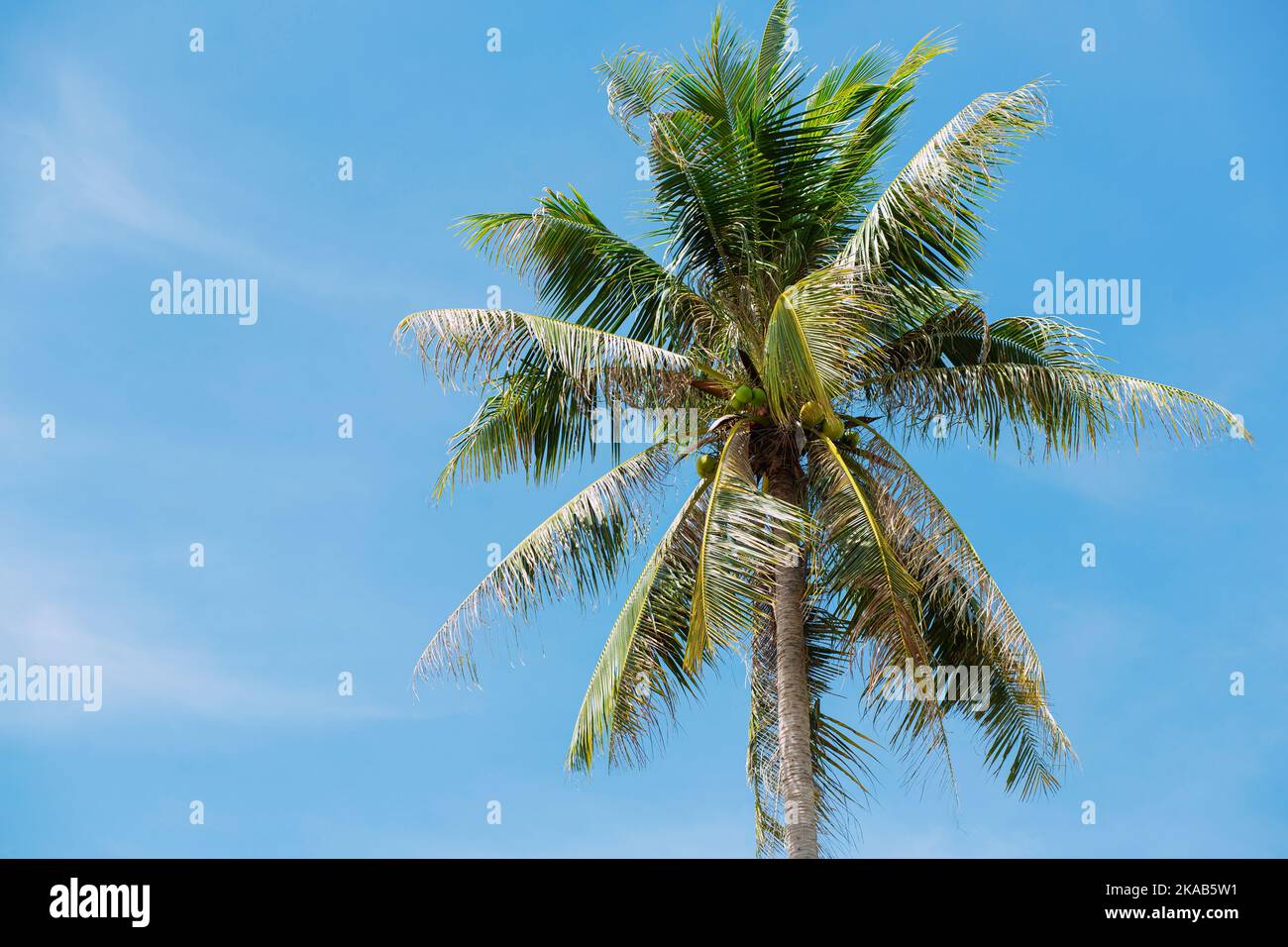 Beautiful coconut tree hi-res stock photography and images - Alamy