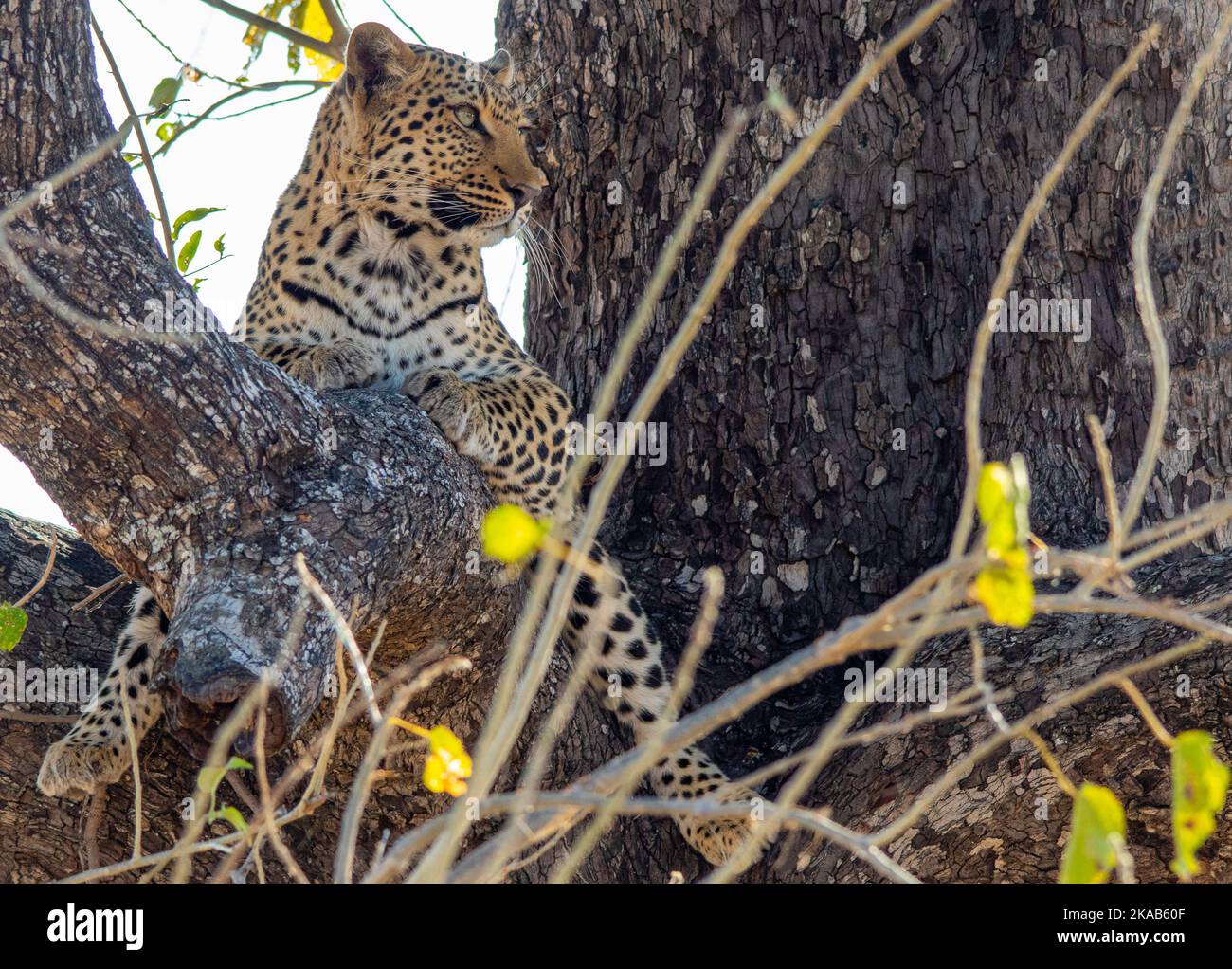 Young female leopard hi-res stock photography and images - Alamy