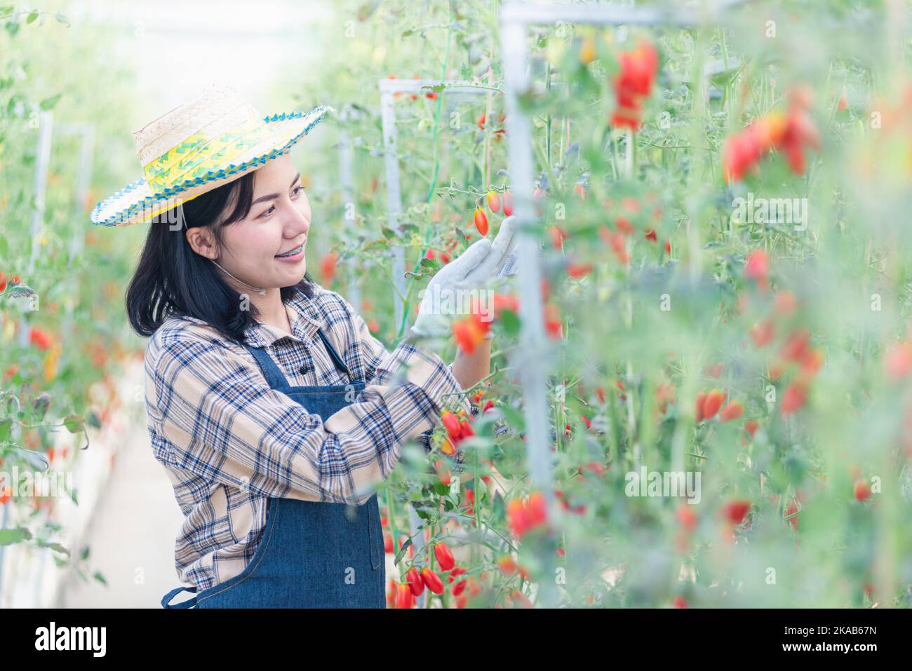 Mature farmer scissors harvesting hi-res stock photography and images ...