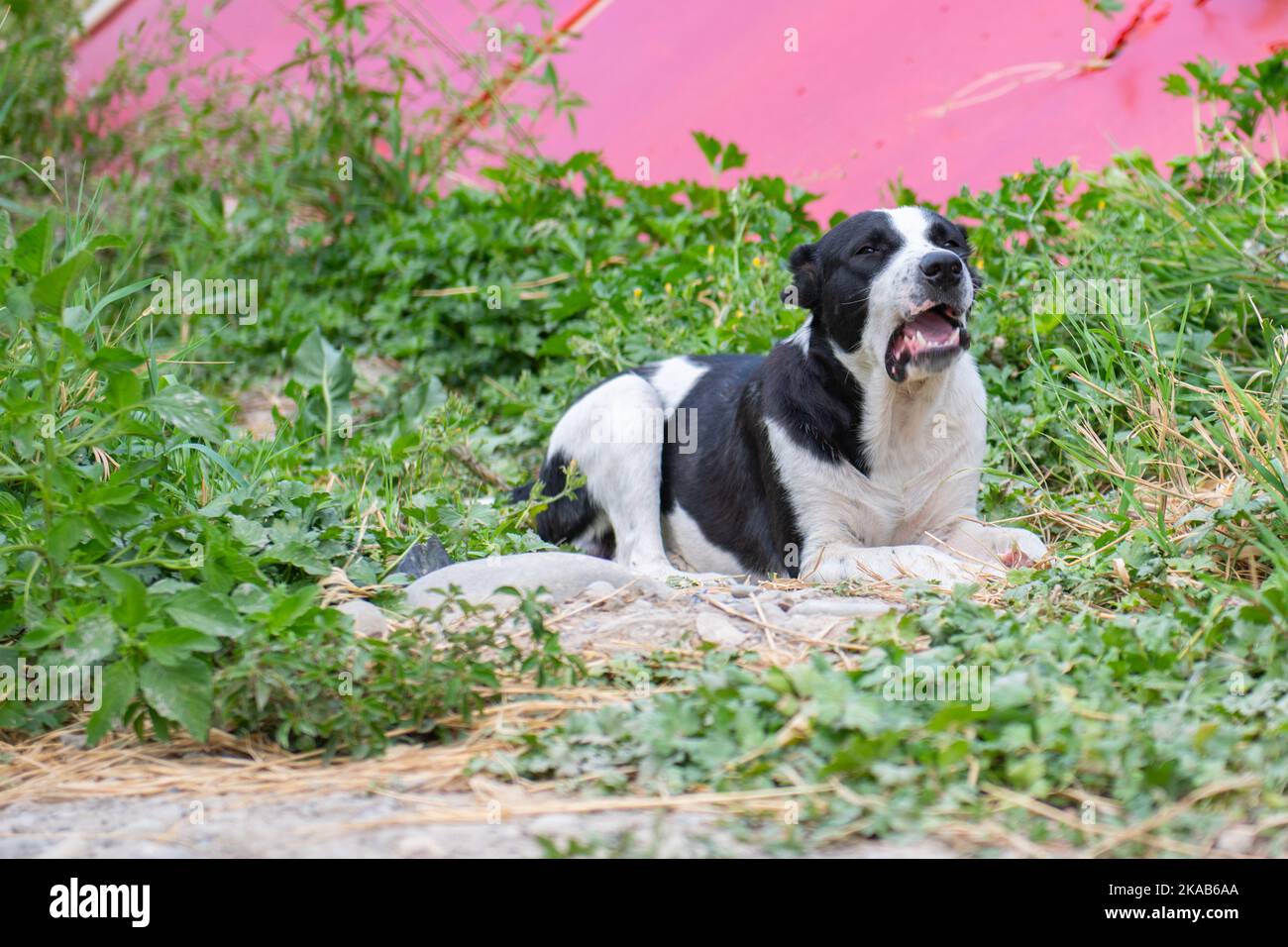 Dog breed alabai hi-res stock photography and images - Alamy