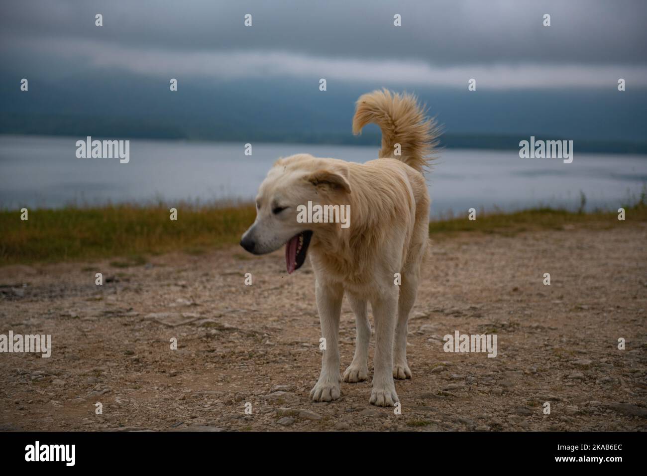 a huge Golden retriever stands on the shore of the Shaor reservoir ...
