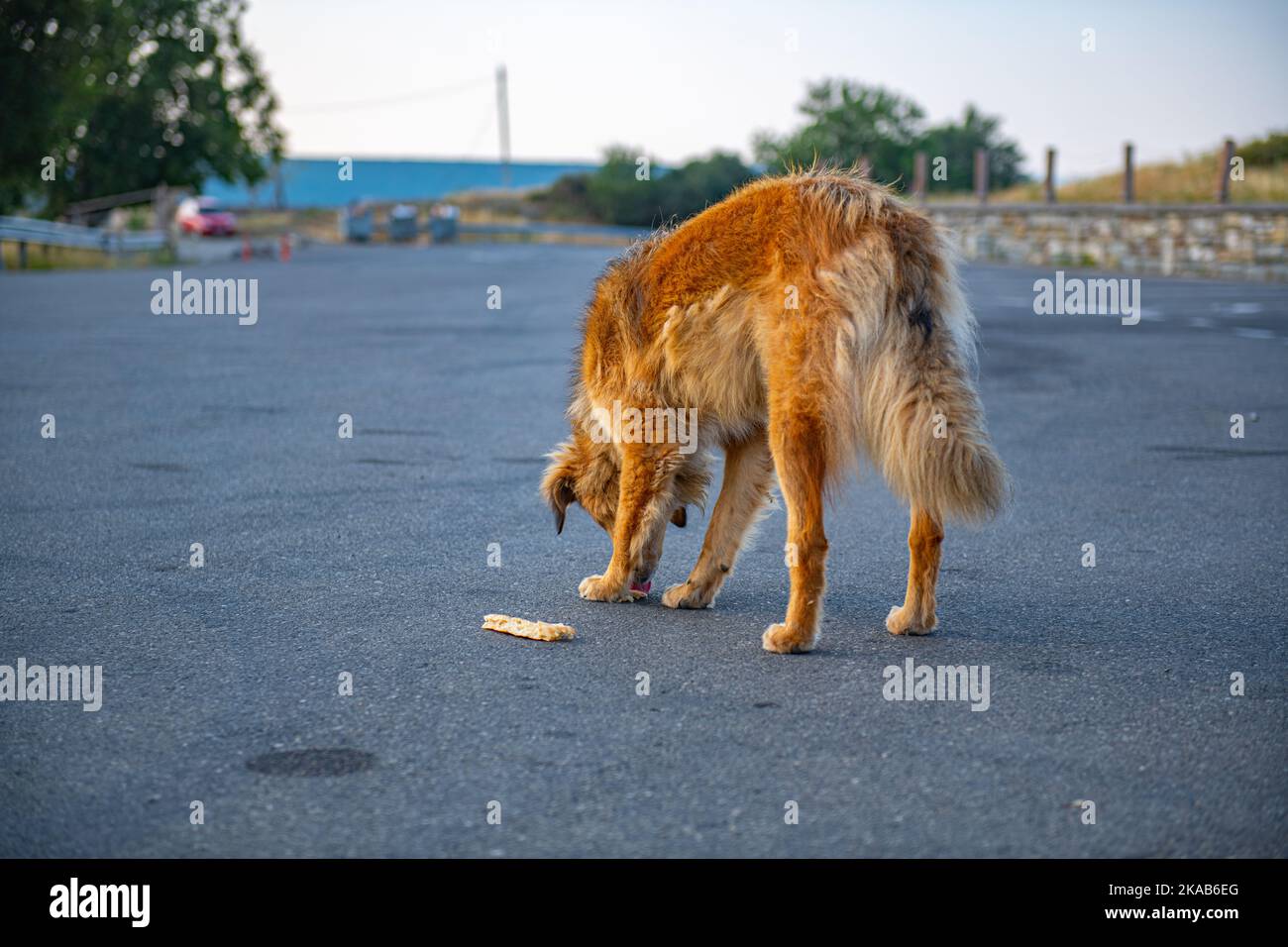 a huge red-haired angry dog stands and growls Stock Photo - Alamy