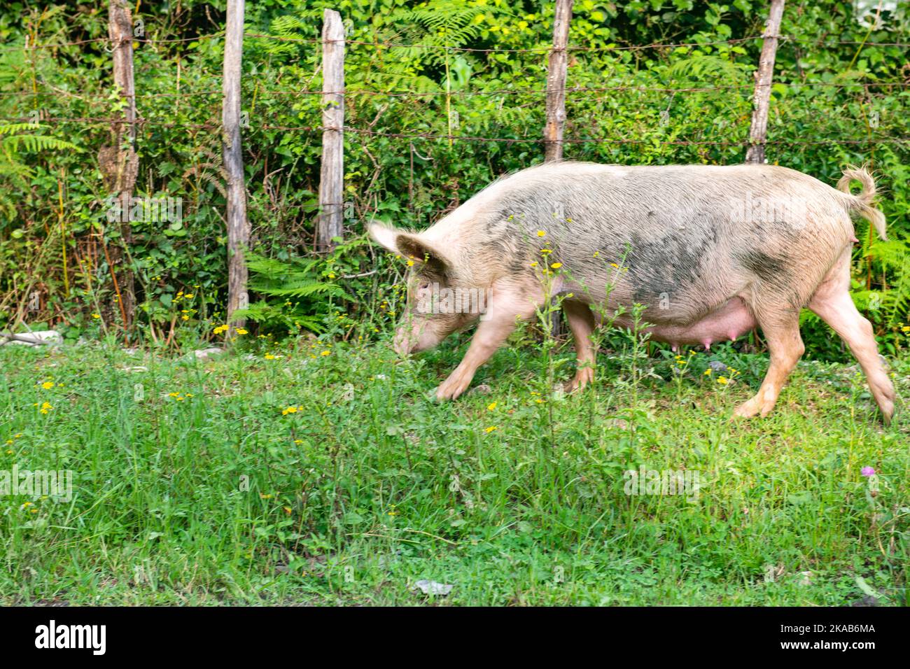 Adult pig hi-res stock photography and images - Alamy