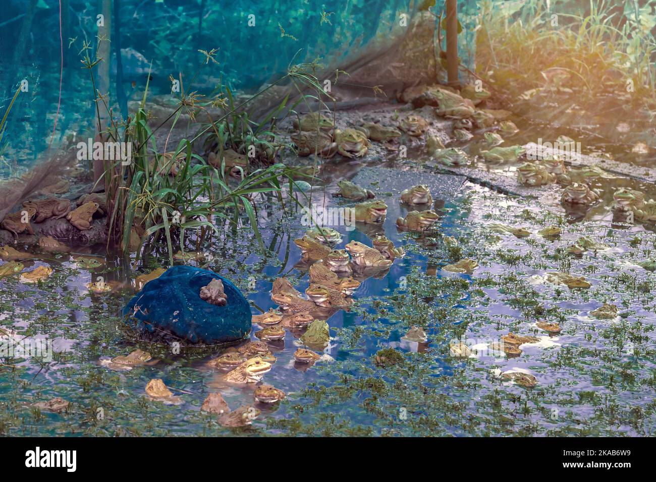 Frogs farm for agriculture at house. Cultivation of frogs with water ...