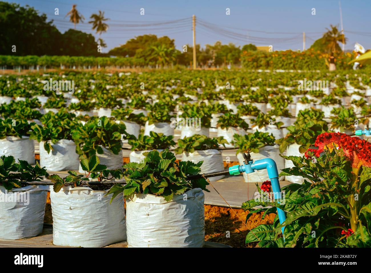Valves drip irrigation system in organic strawberry farm. Watering ...