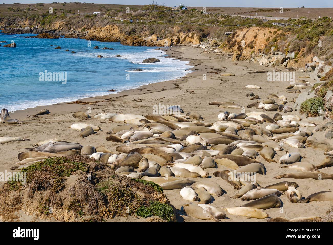 Seal colony. Elephant seals on San Simeon's shores, Central California ...