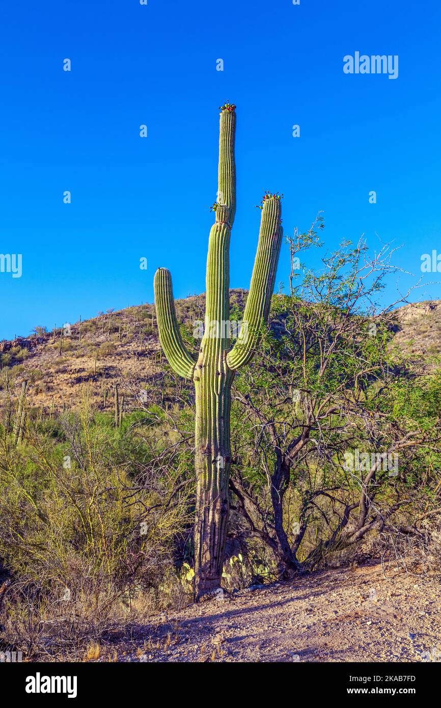 sunset with beautiful green cacti in desert landscape Stock Photo - Alamy