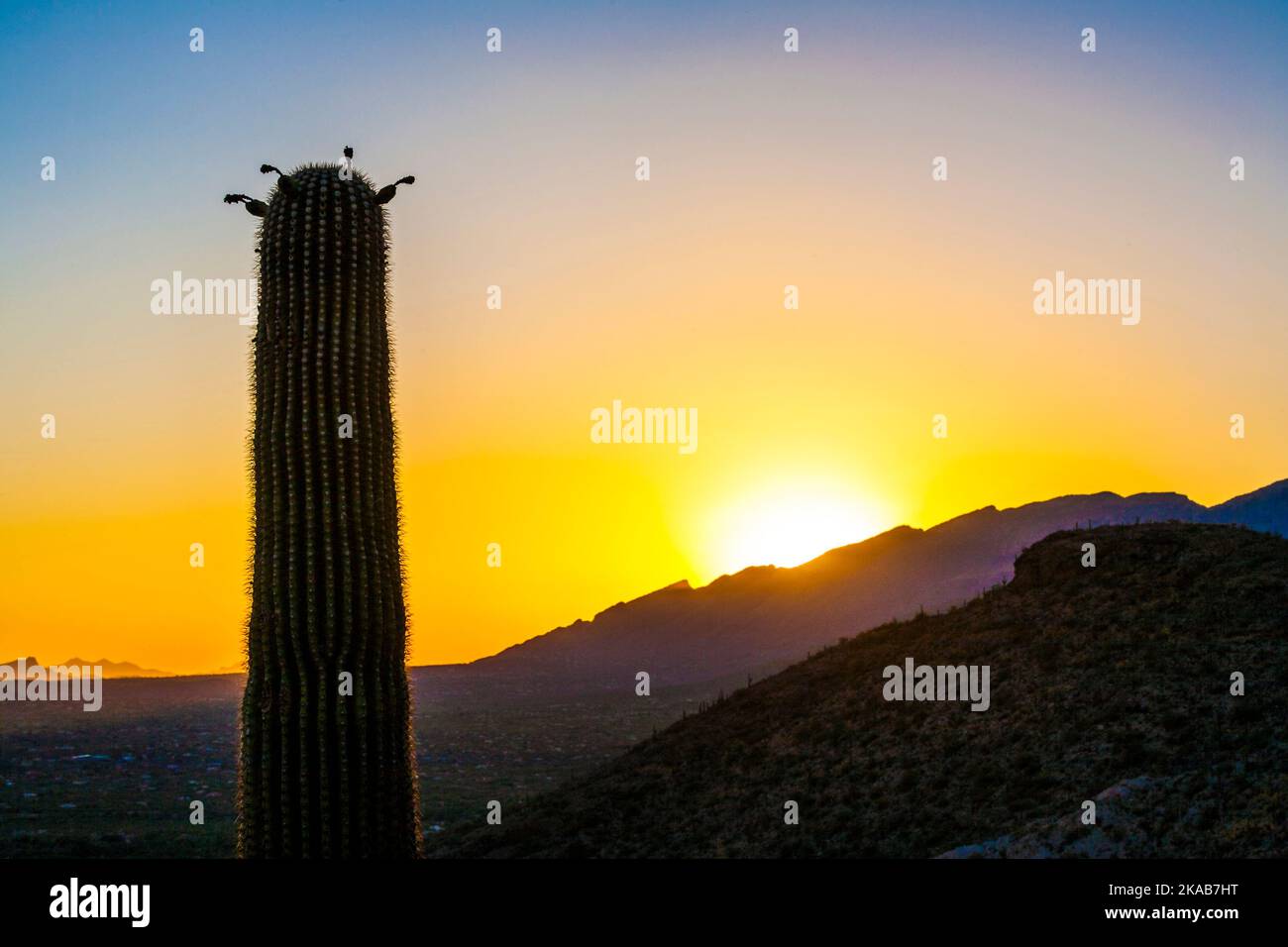 sunset with beautiful green cacti in desert landscape Stock Photo - Alamy