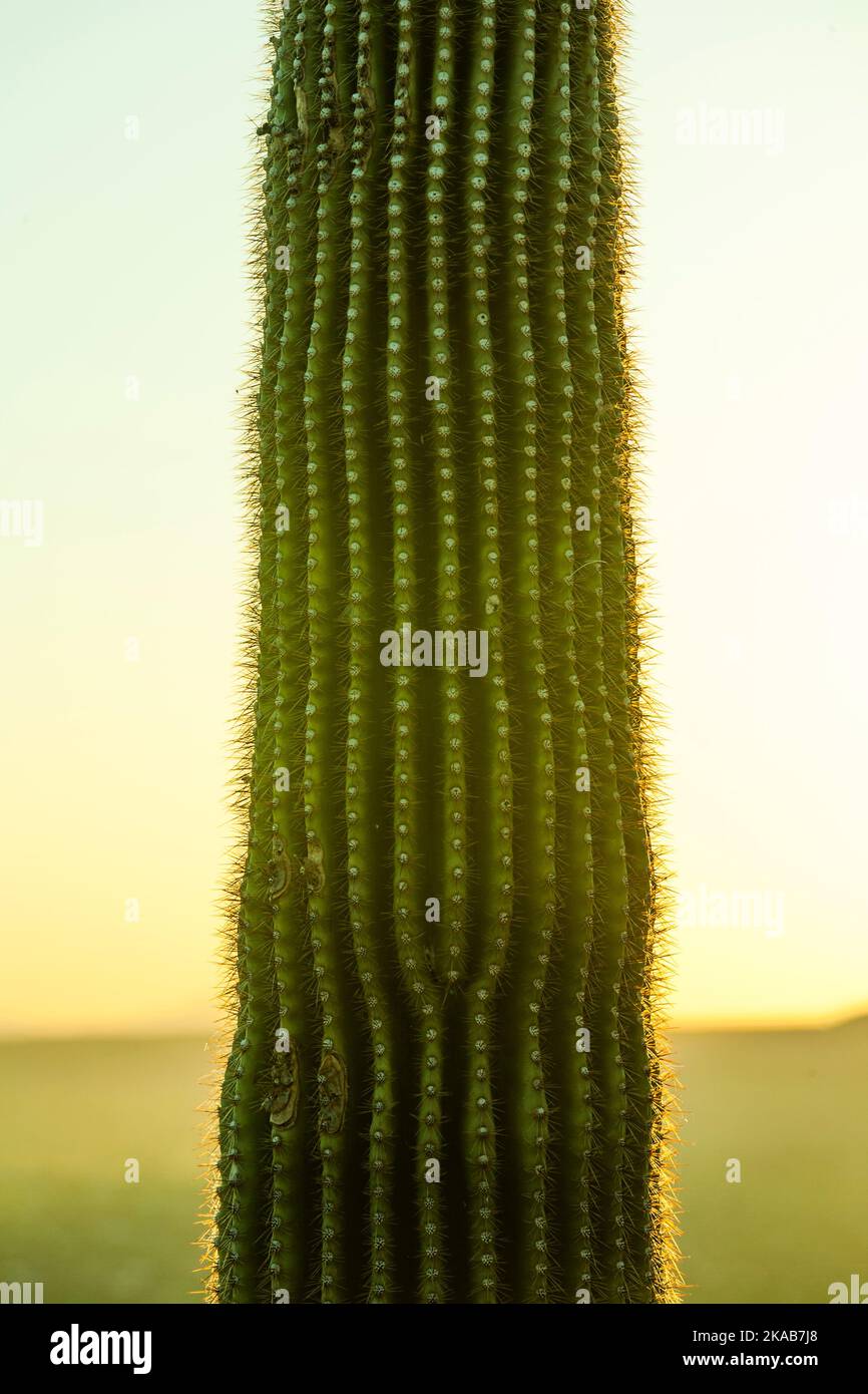 sunset with beautiful green cacti in desert landscape Stock Photo - Alamy