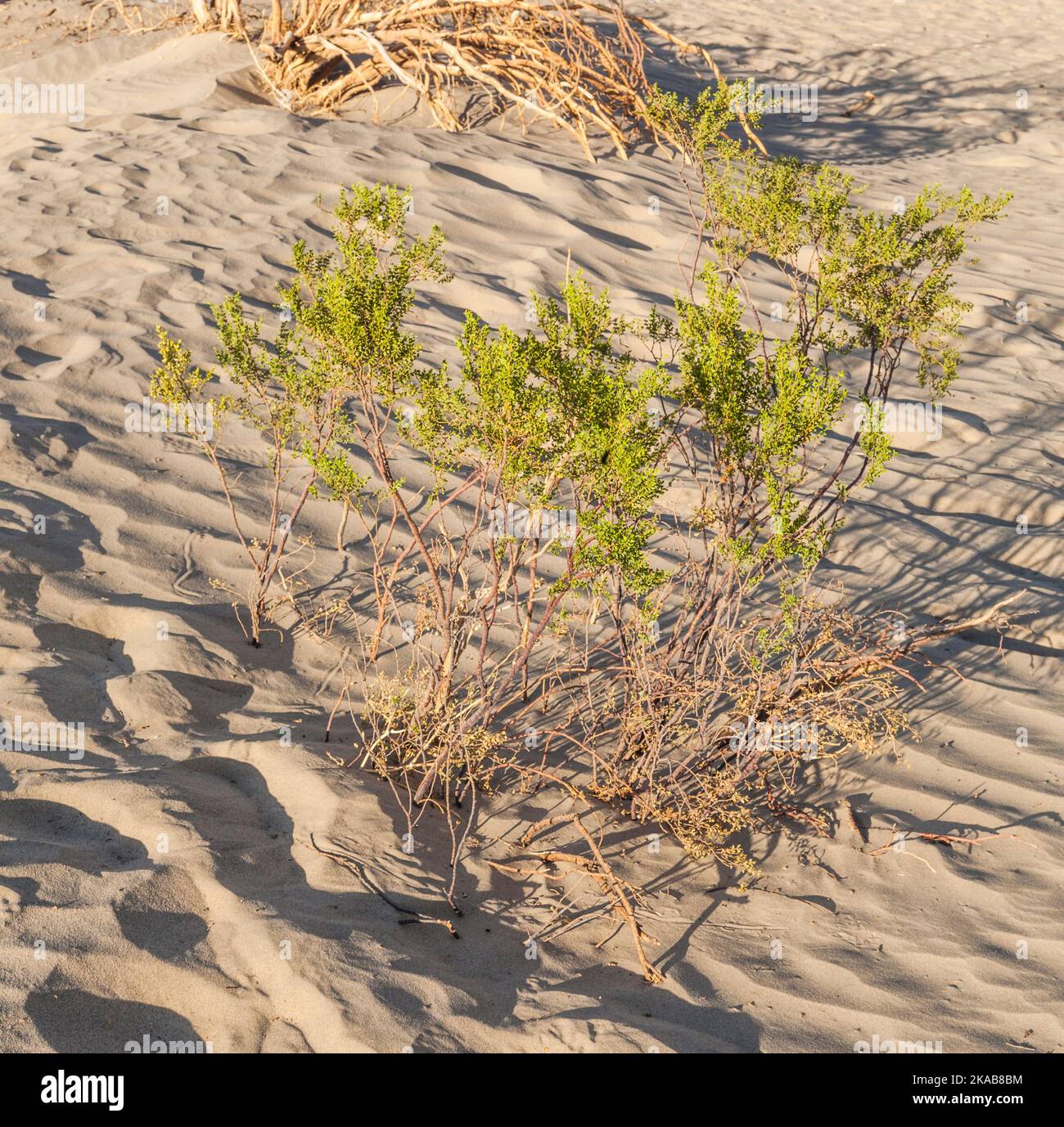 desert landscape in the death valley without people Stock Photo - Alamy