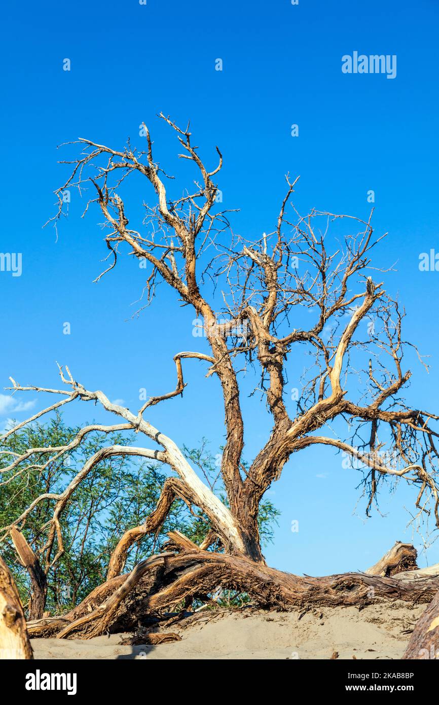 desert landscape in the death valley without people Stock Photo - Alamy