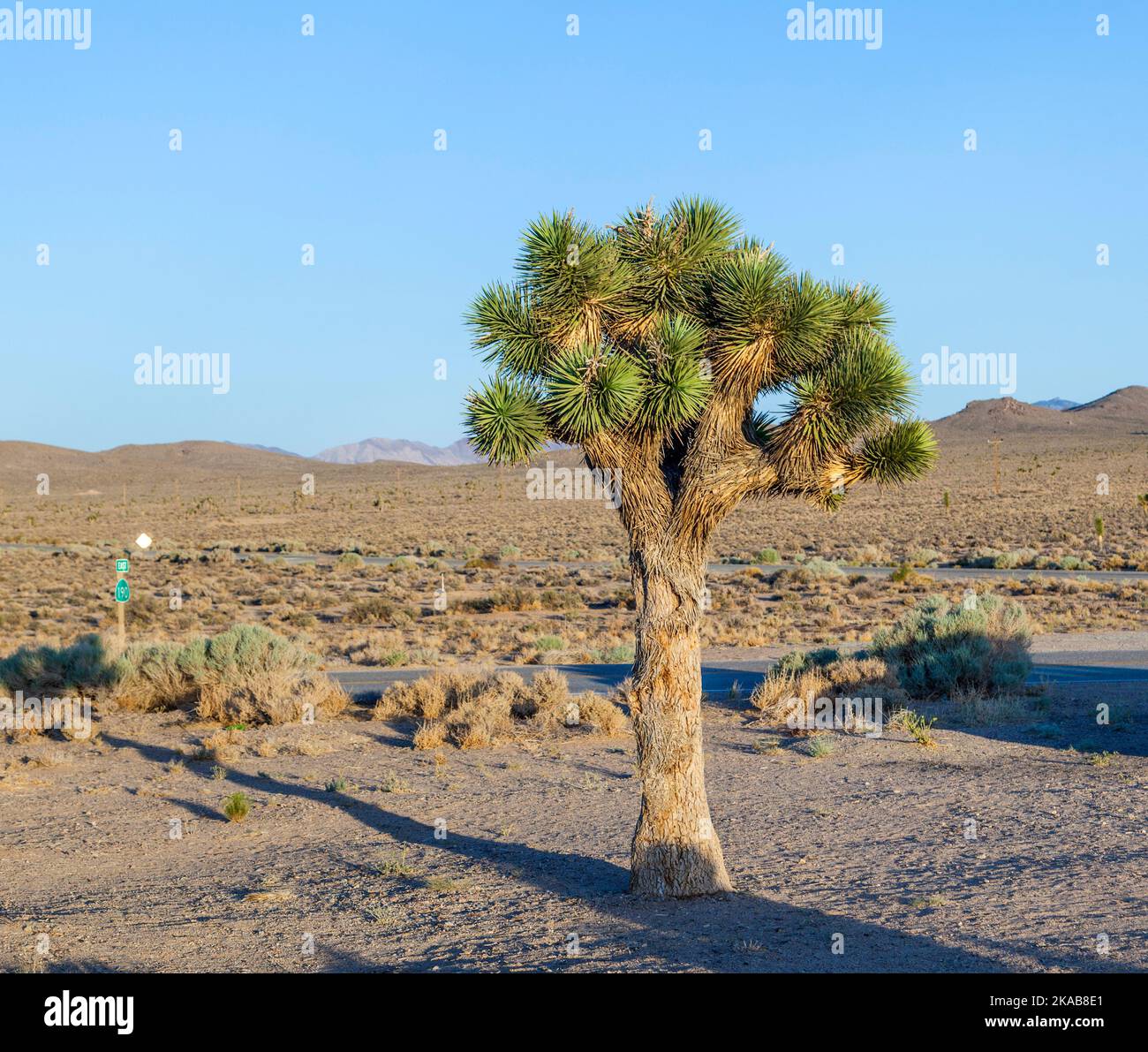 beautiful yucca plants in sunset in desert area in arizona near Lone ...