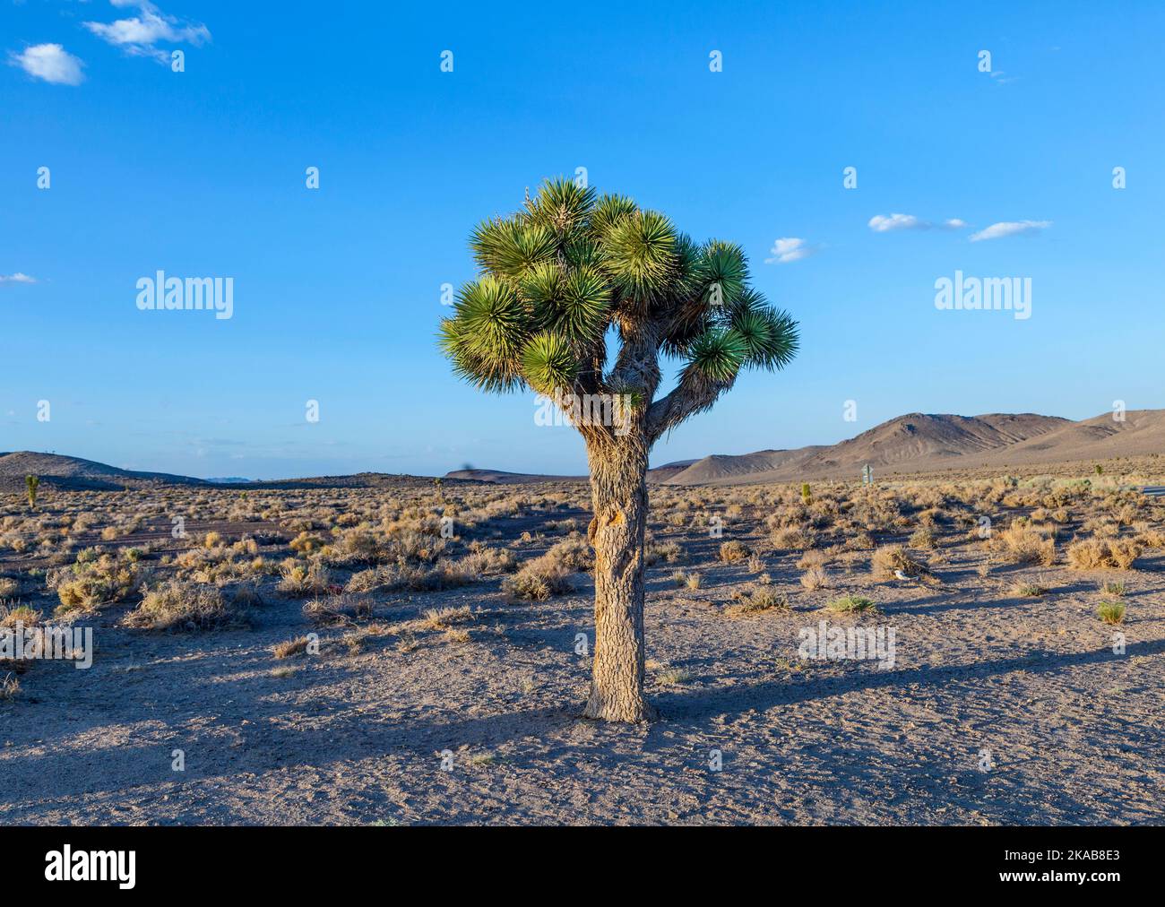 beautiful yucca plants in sunset in desert area in arizona near Lone ...