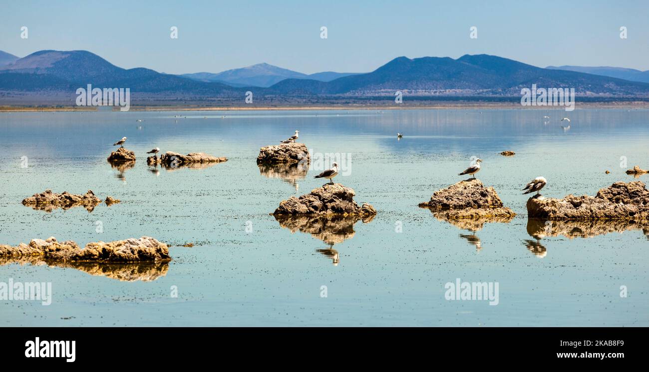 california gull flying over the beautiful Mono Lake in California near ...