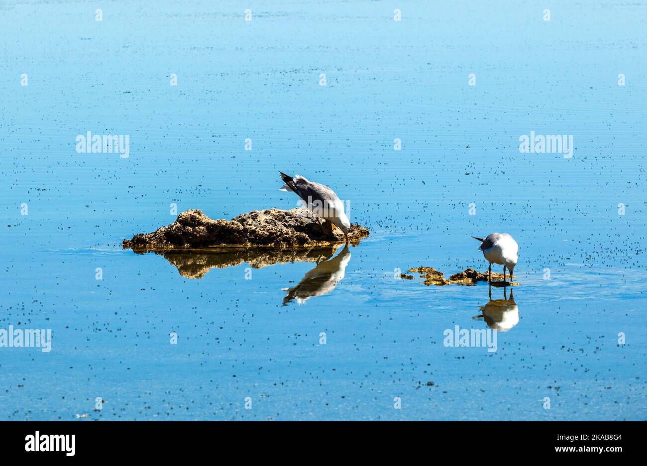 california gull flying over the beautiful Mono Lake in California near ...