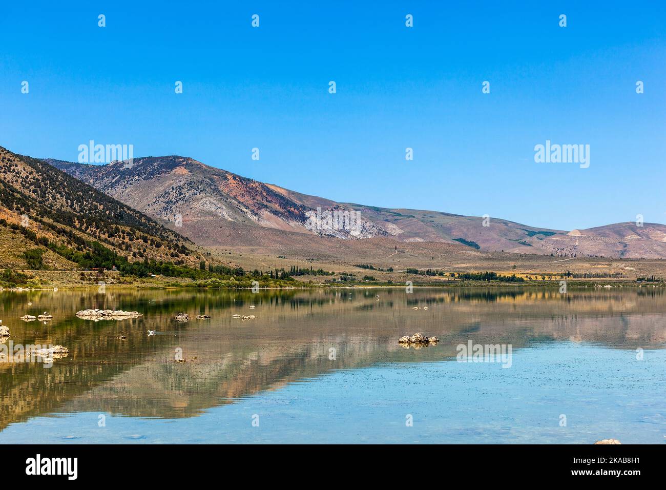 california gull flying over the beautiful Mono Lake in California near ...