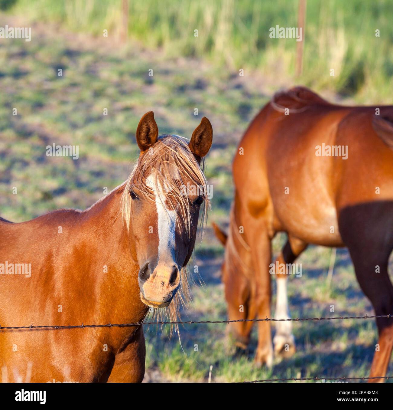 hourses at the meadow with green grass Stock Photo - Alamy