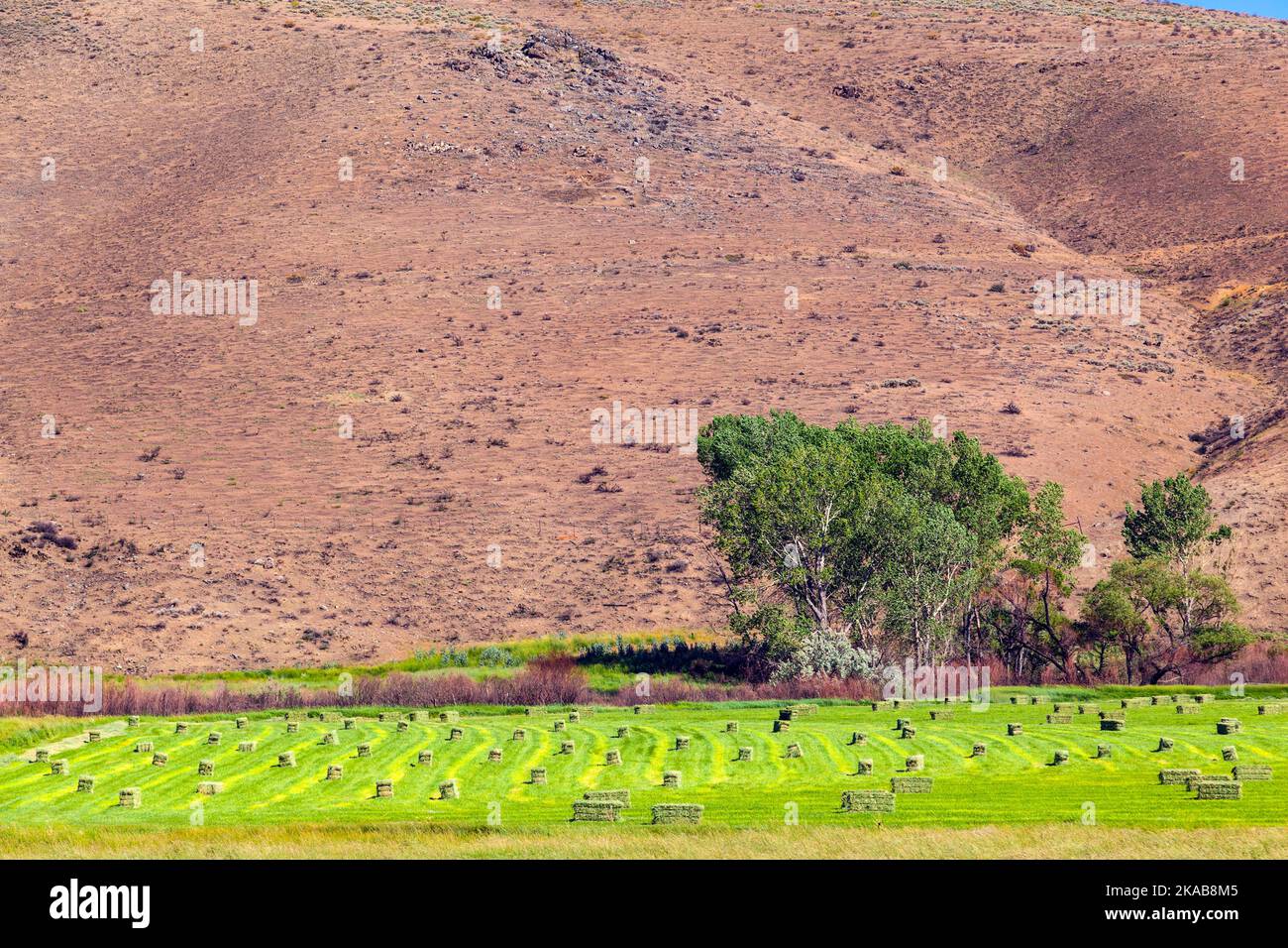 fields after harvest with bale of straws in America Stock Photo - Alamy