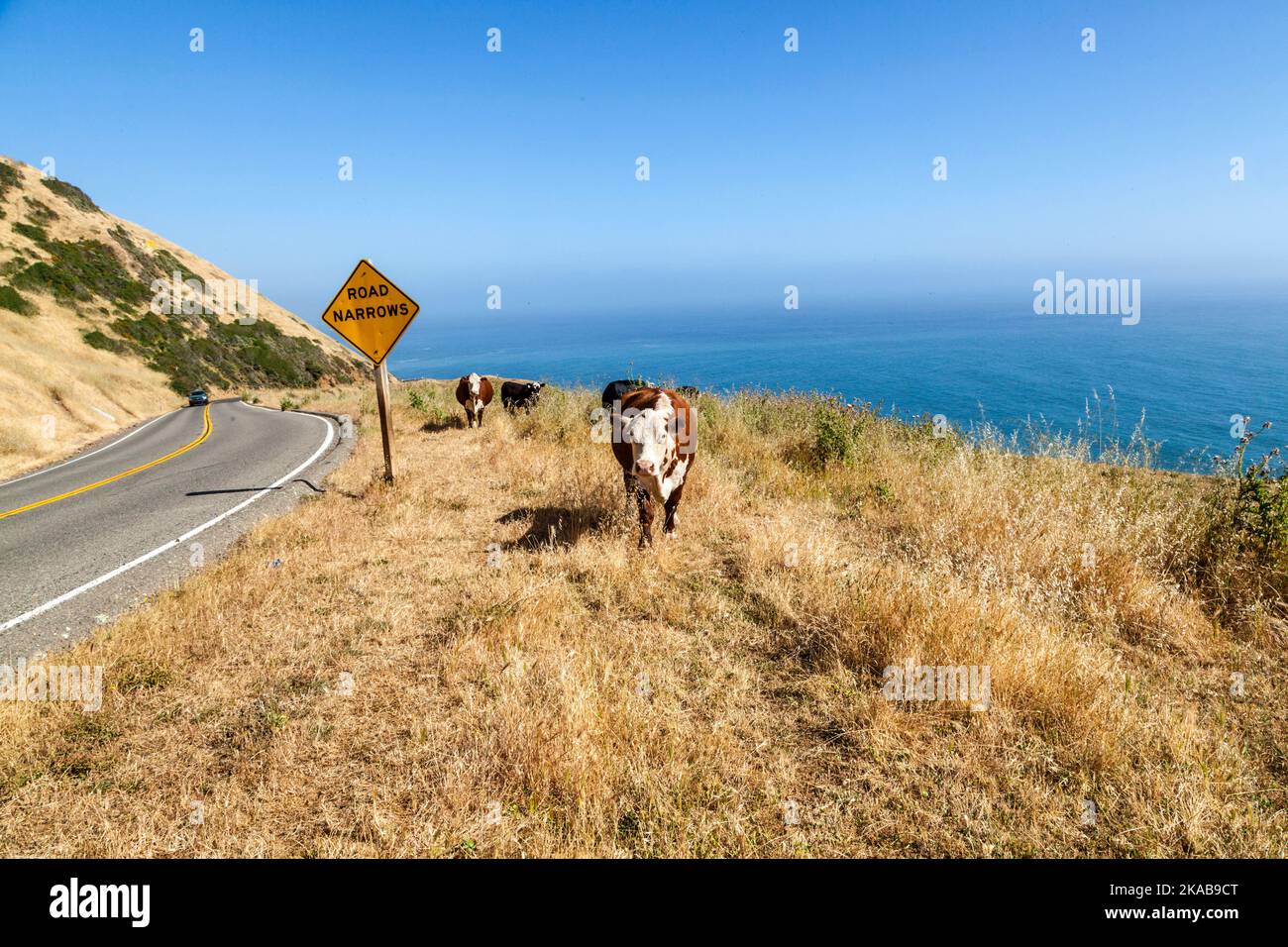cow grazing at the meadow on the cliffs of the shoreline at the pacific ...