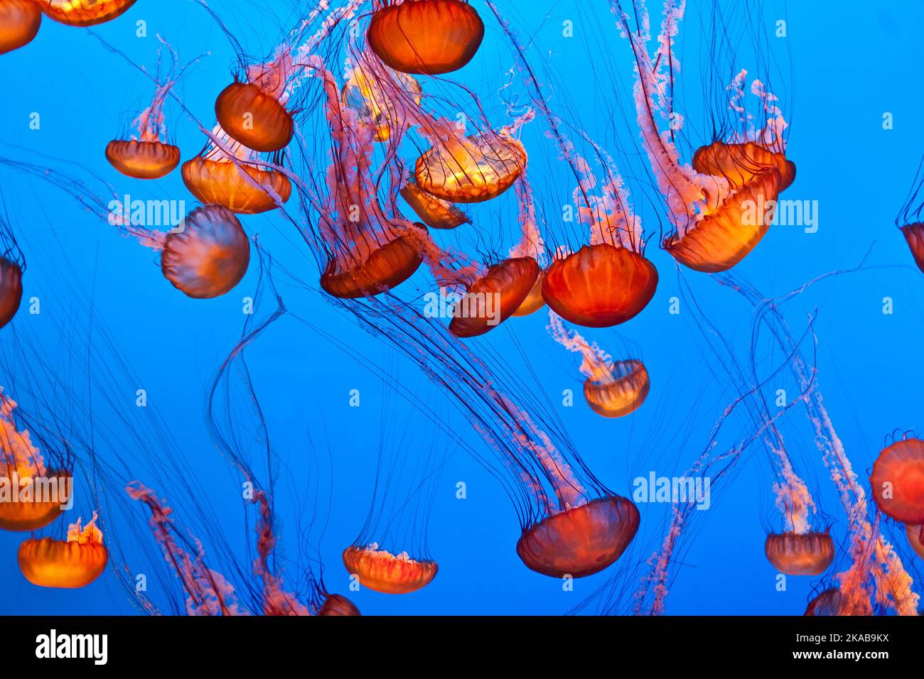 jelly fish in the blue ocean Stock Photo - Alamy