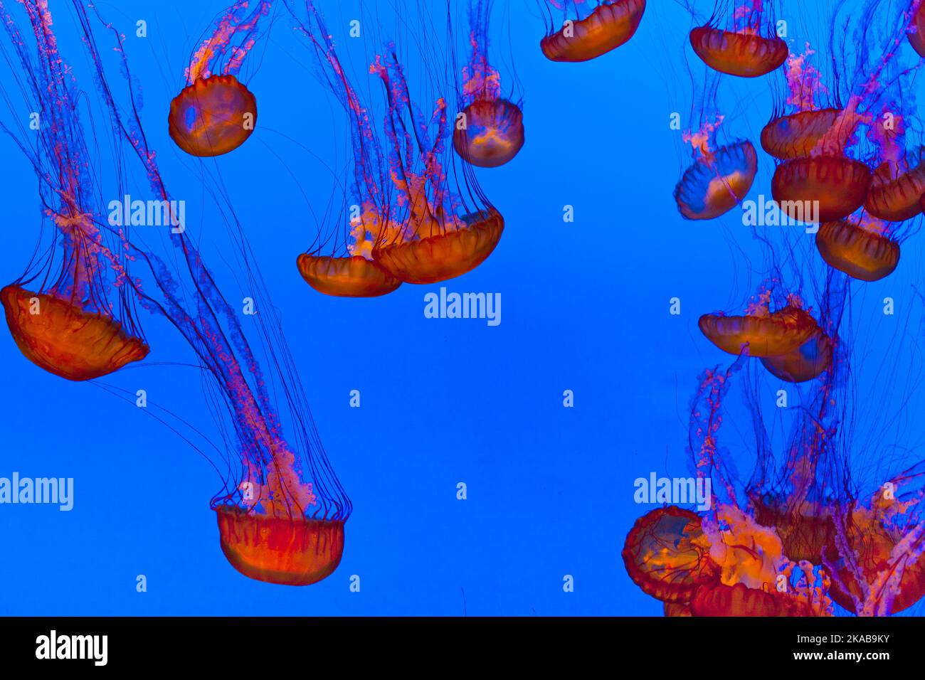 jelly fish in the deep blue sea Stock Photo - Alamy
