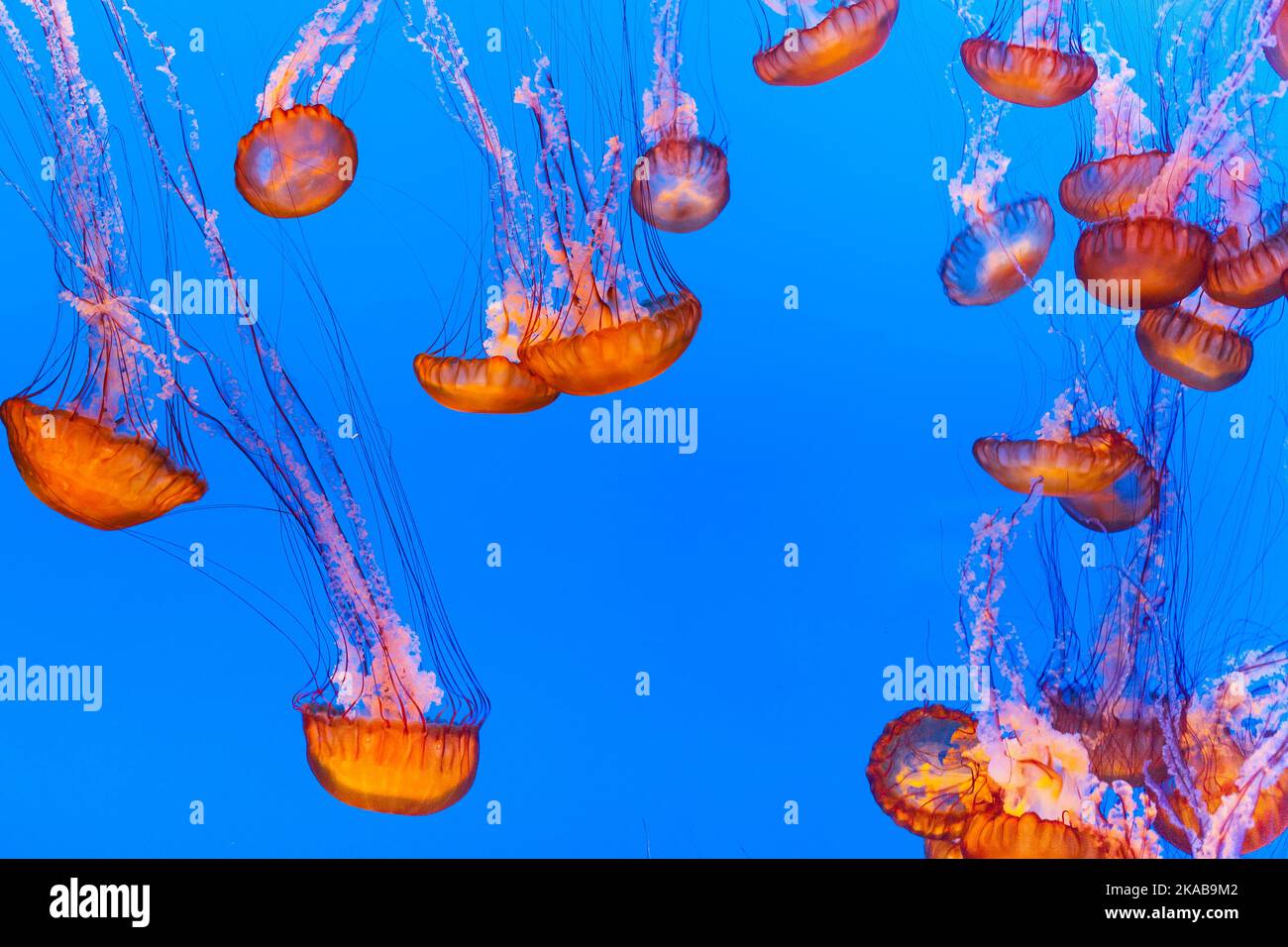 jelly fish in the blue sea Stock Photo - Alamy