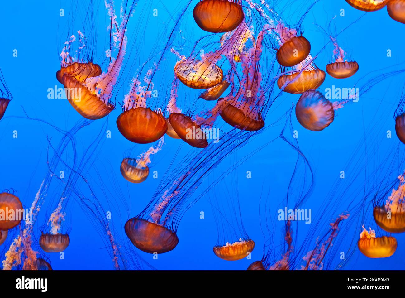 jelly fish in the blue ocean Stock Photo - Alamy