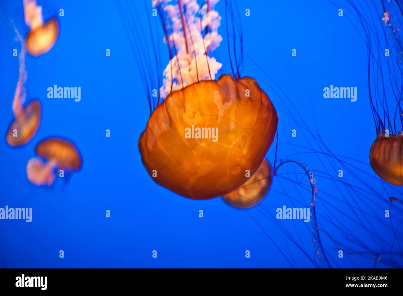 jelly fish in the blue ocean Stock Photo - Alamy