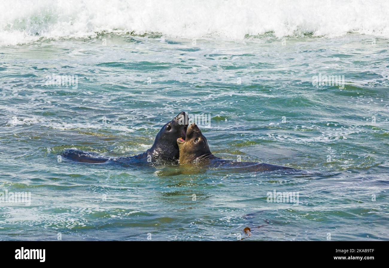 male sea lions fight in the waves of the ocean Stock Photo - Alamy