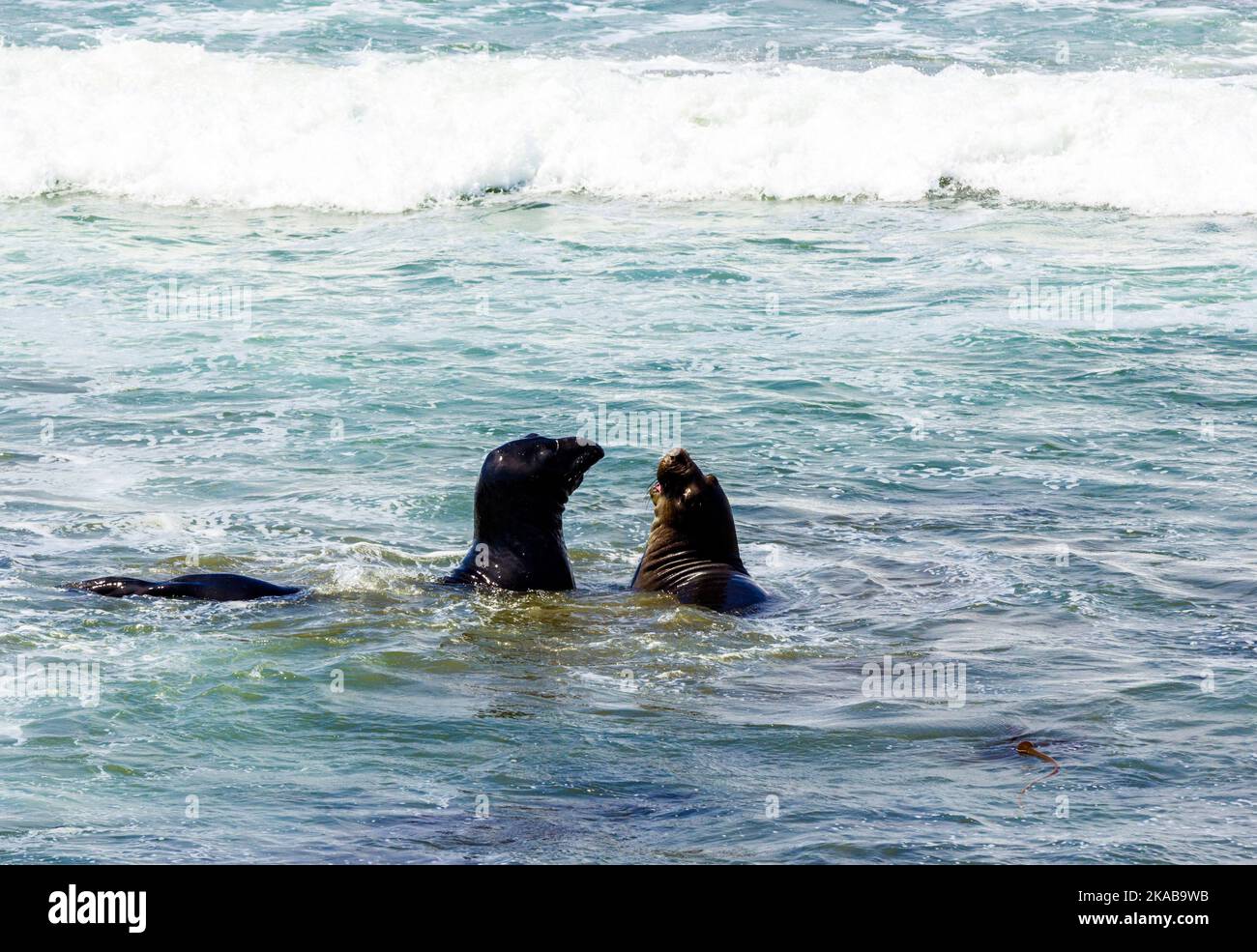 male sea lions fight in the waves of the ocean Stock Photo - Alamy