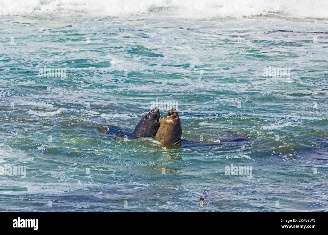 male sea lions fight in the waves of the ocean Stock Photo - Alamy